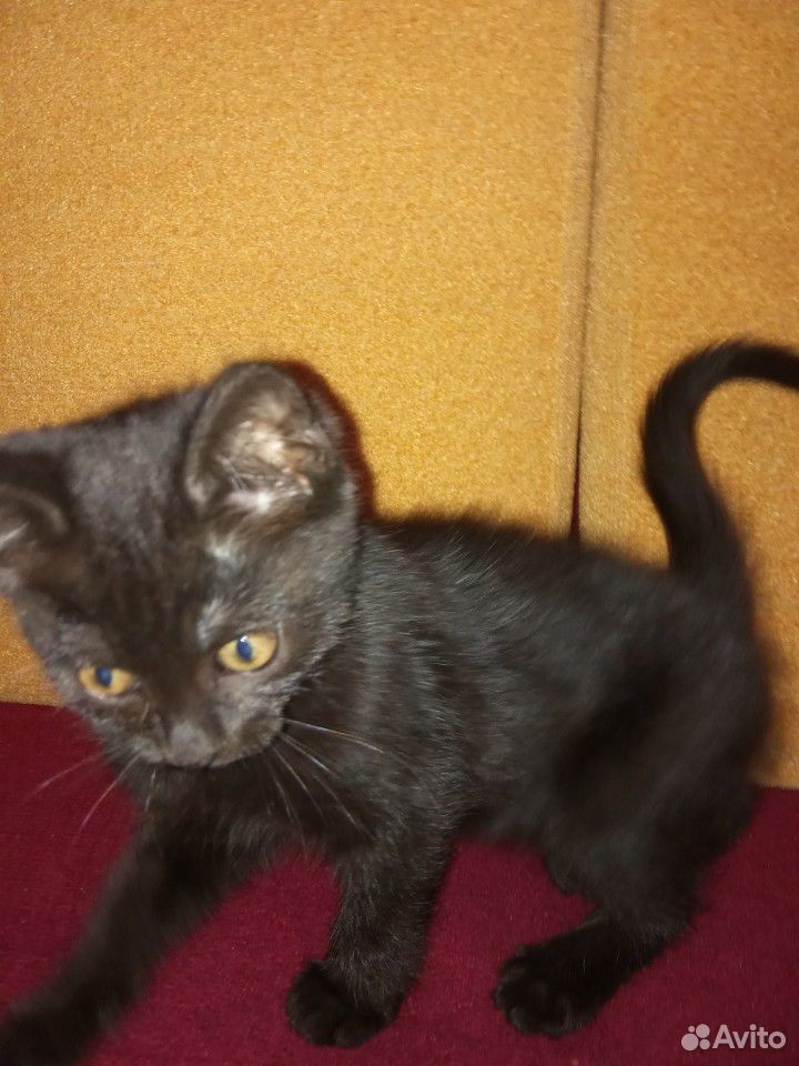 Кот