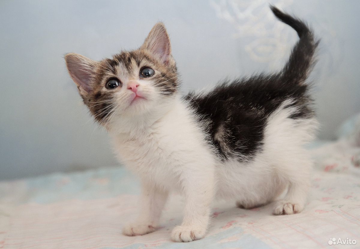 Котенок девочка 1.5 мес