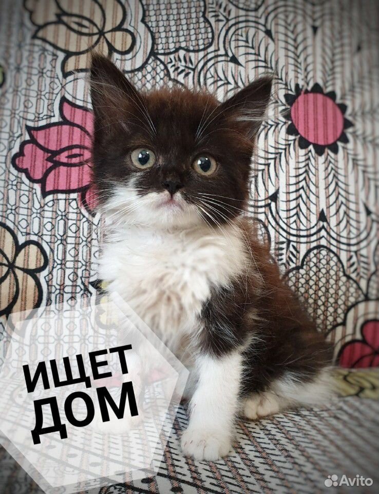 Ангелочек ищет дом. Котенок 2,5 мес