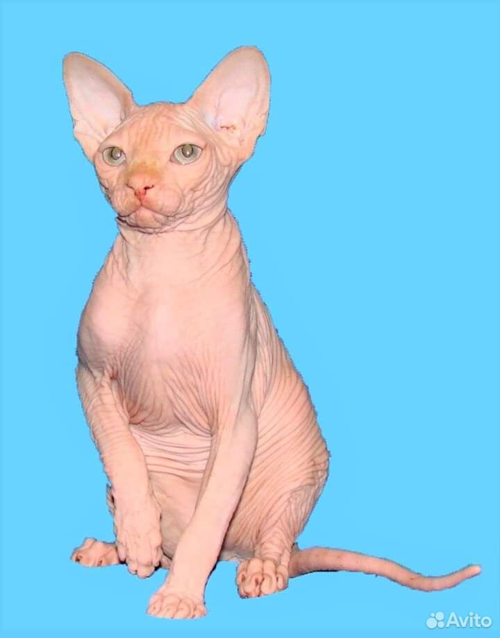 Канадский сфинкс