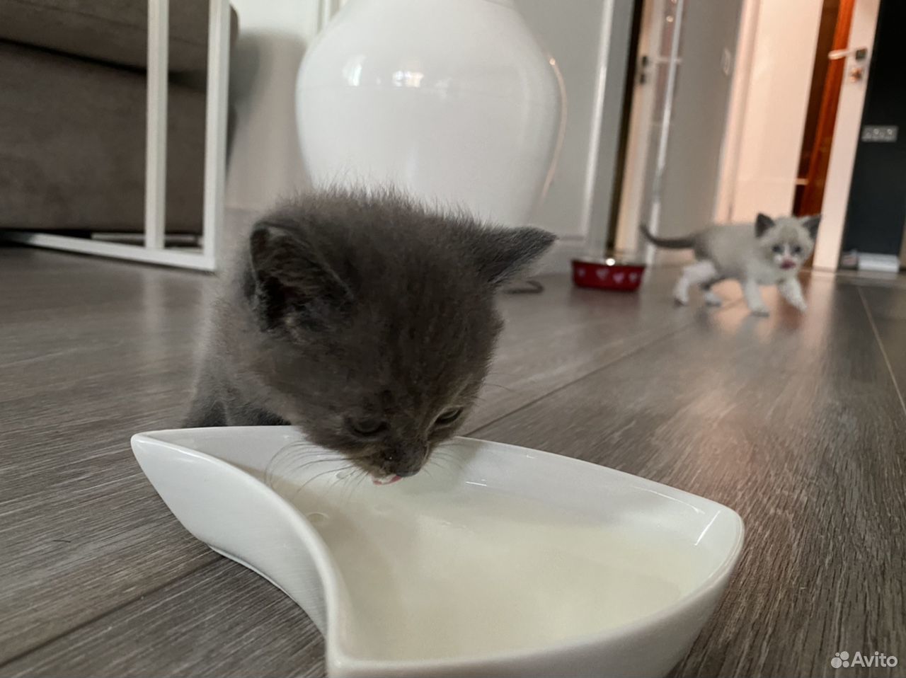 Котята в поисках любящих хозяев