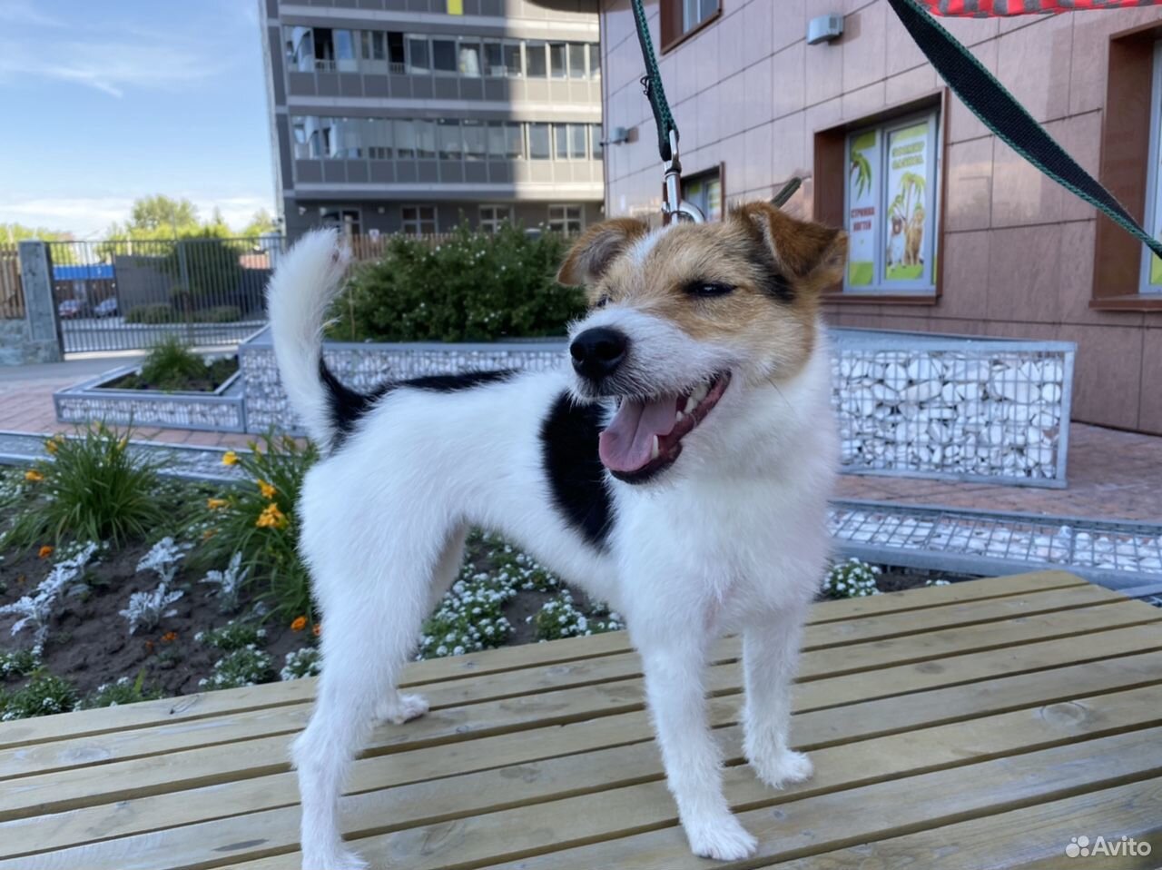 Собака фокстерьер