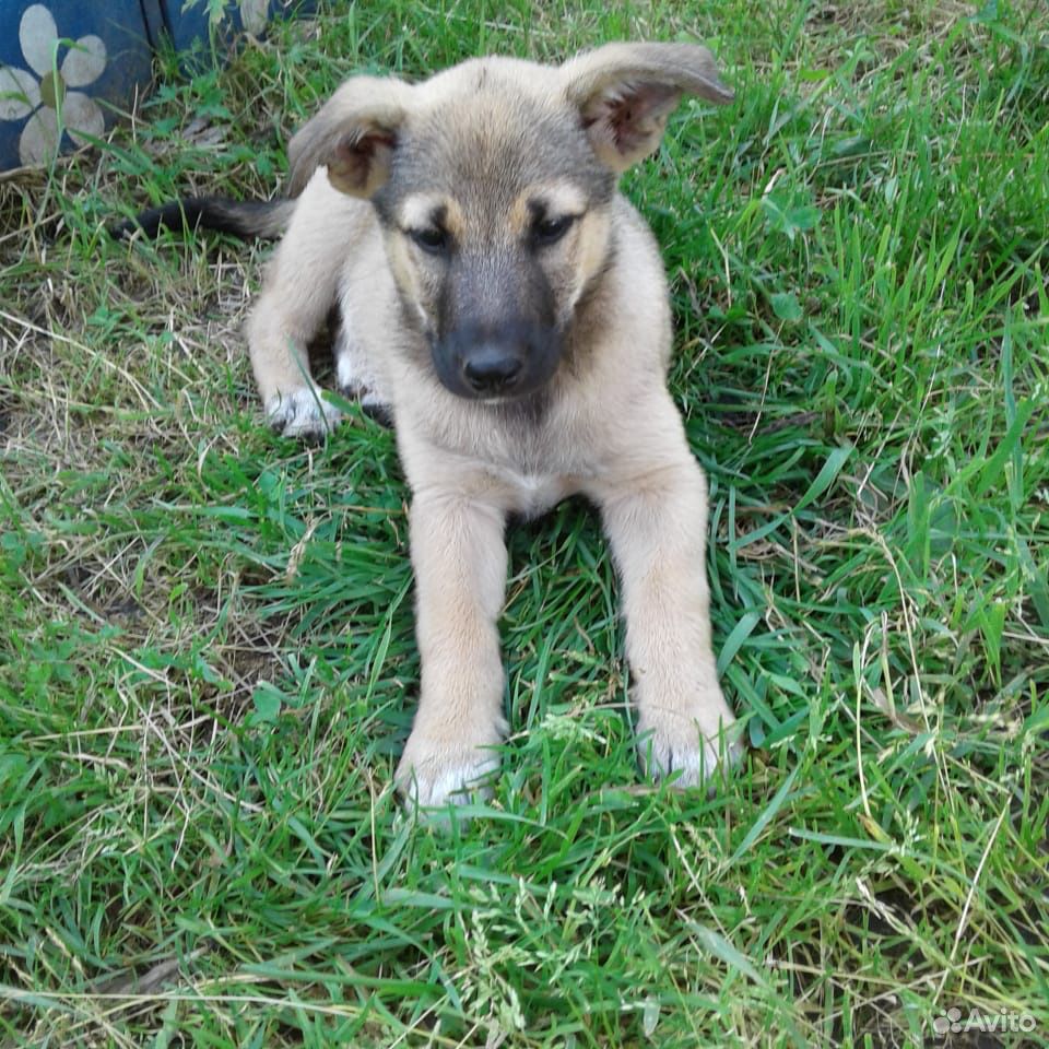 Щенок Тишка в добрые руки