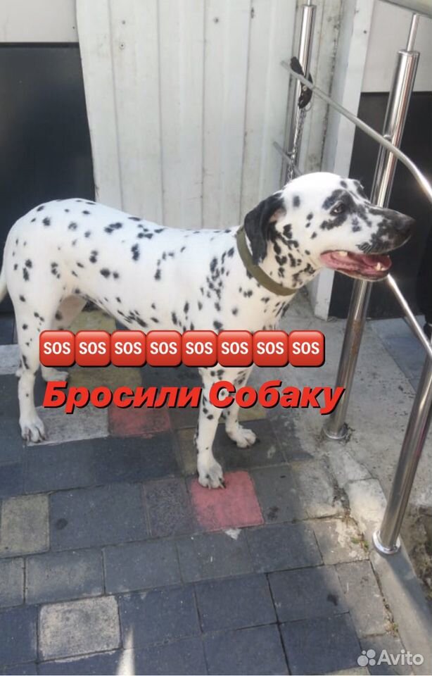 Бросили Собаку