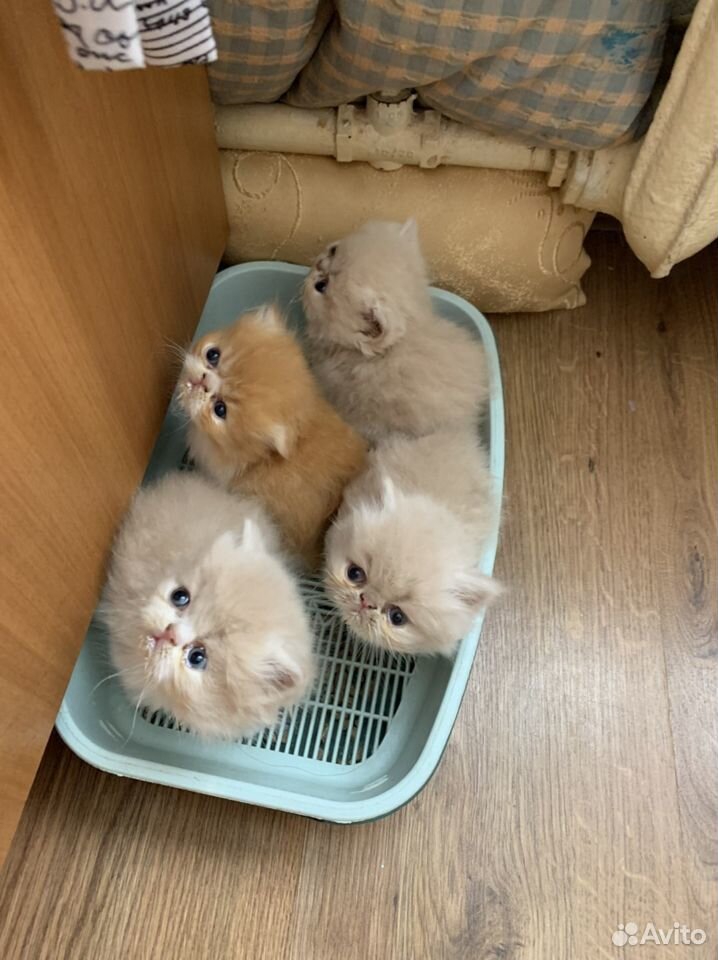 Экзотические котятки