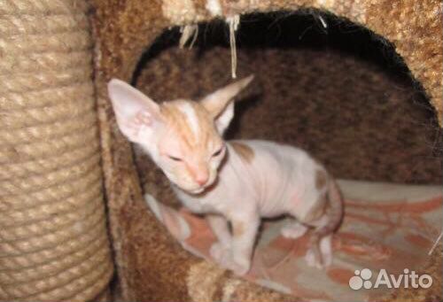 Детки сфинкс (браш)