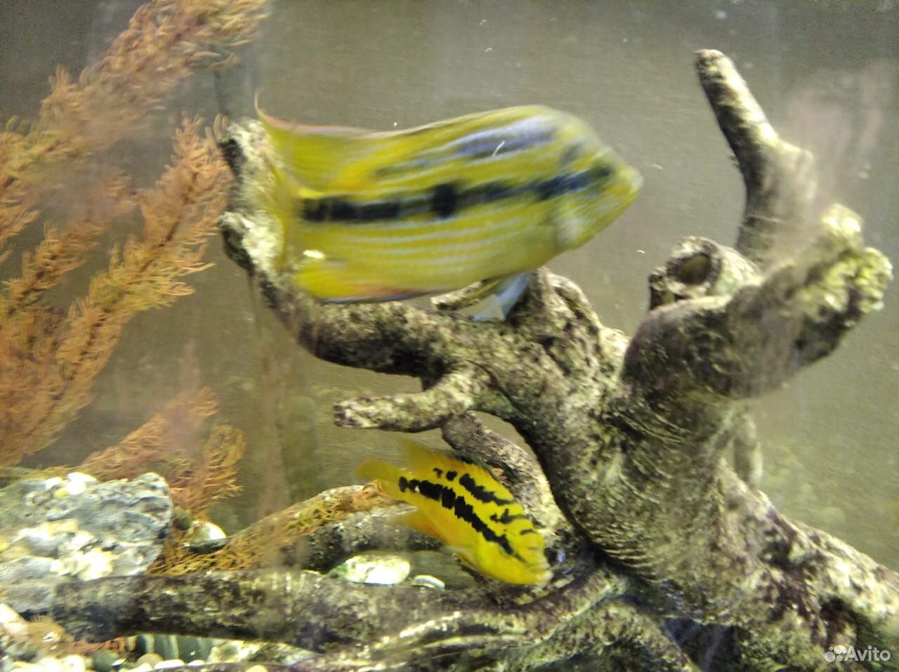 Пара Цихлазома Сальвини