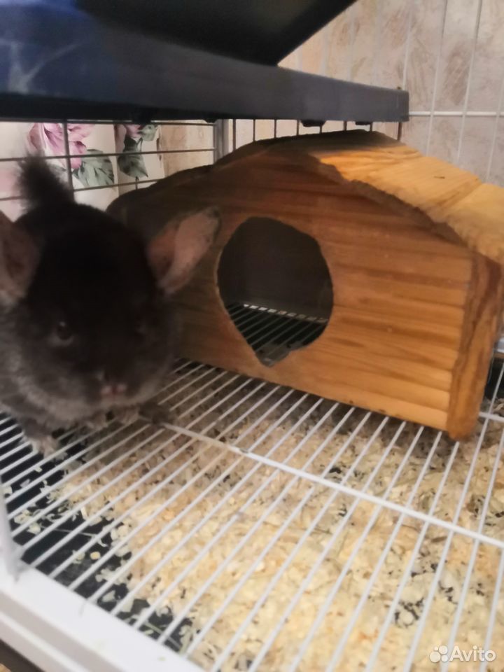 Шиншила мальчик