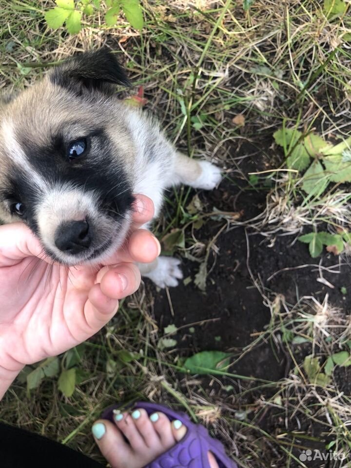 Щеночек ищем семью