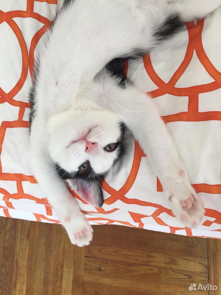 Обалденный котенок