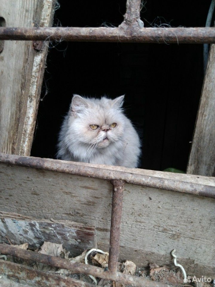Нашли потеряшку персидского кота