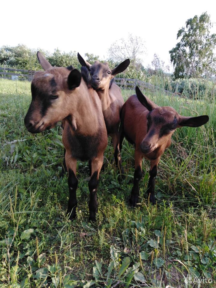 Чешские козлята