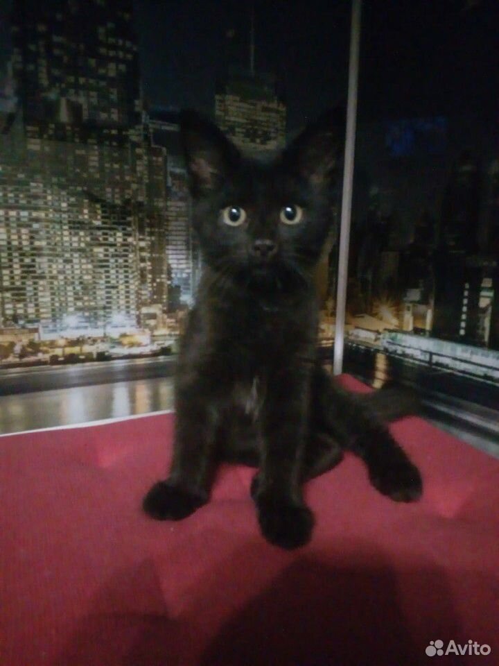 Ласковый котенок
