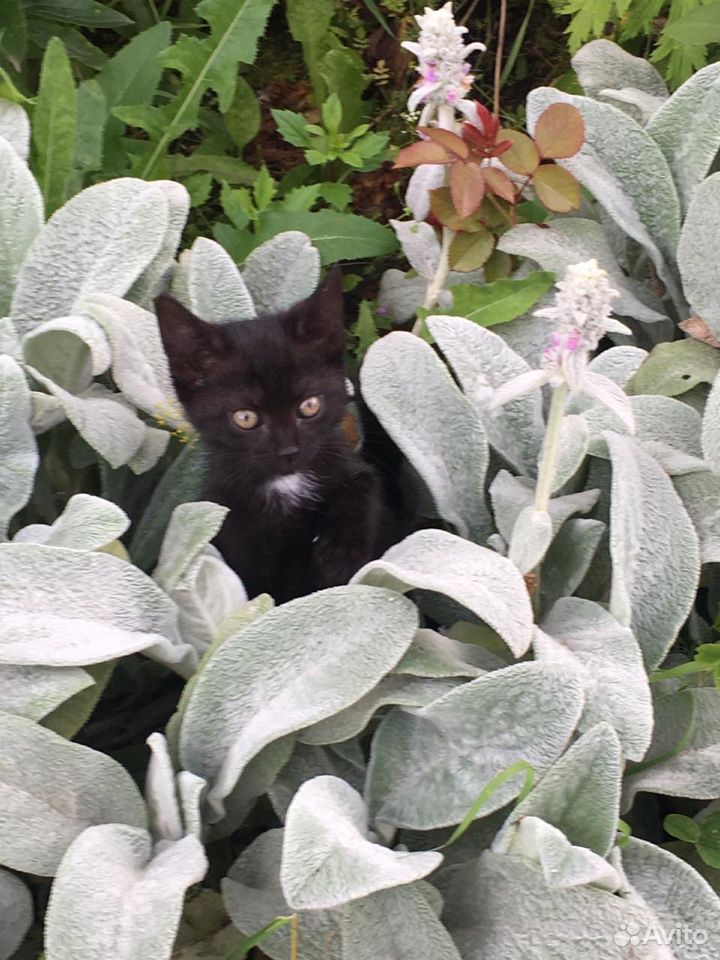 Маленькая кошечка