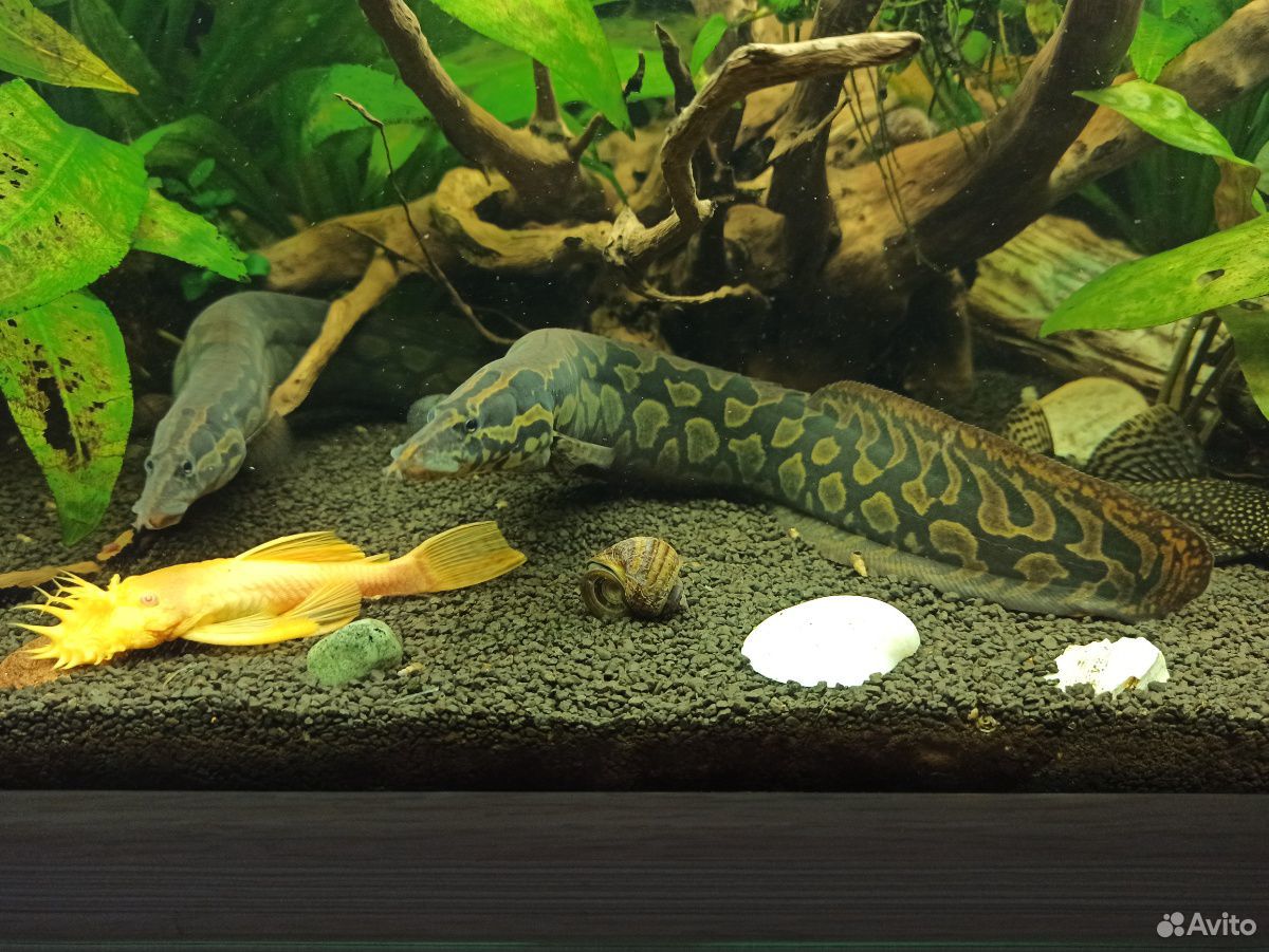 Мастацембелус арматус