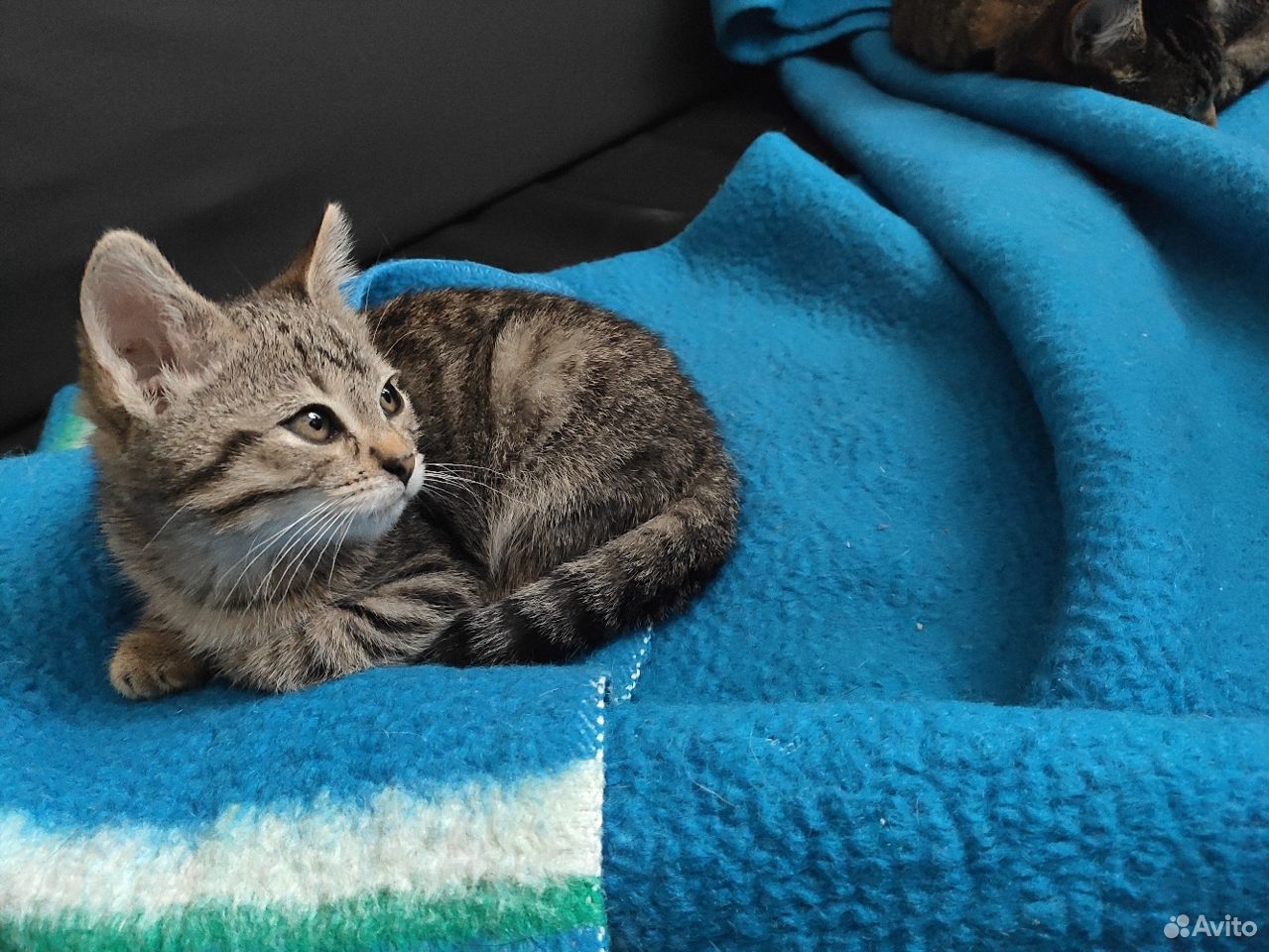 Котёнок Ёжик ищет дом