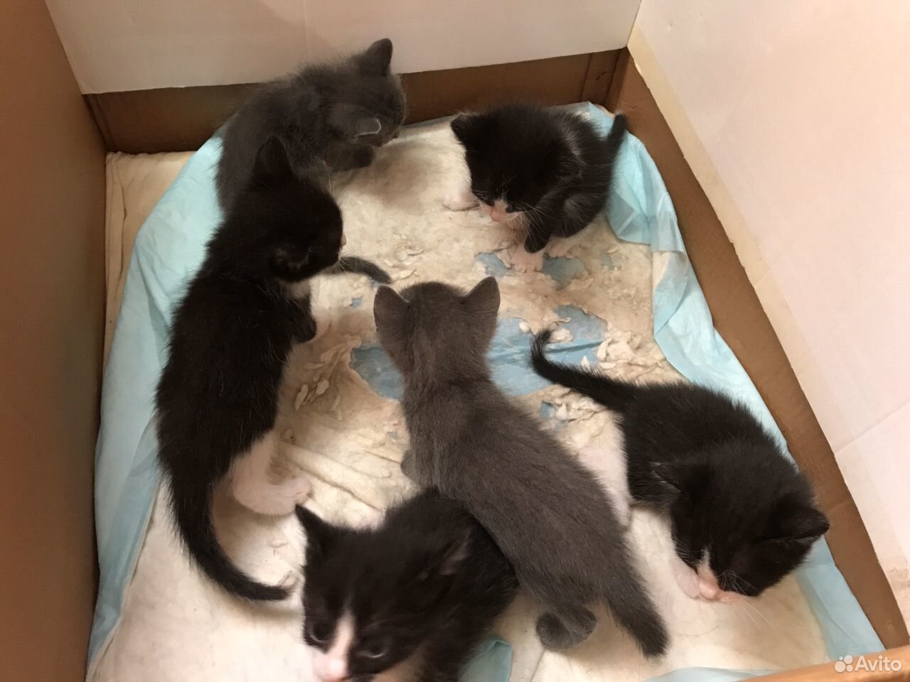 Отдадим добрым людям красивого 1 месячного котёнка