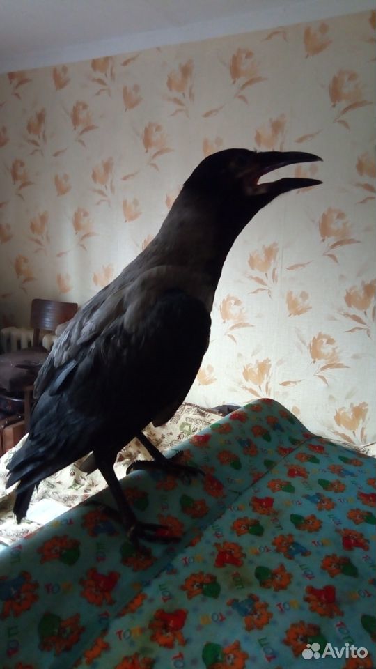 Воронёнок в добрые руки