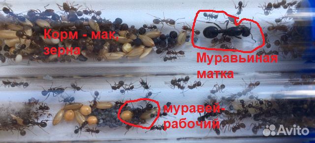Муравьиная матка, колония муравьев мессор структор