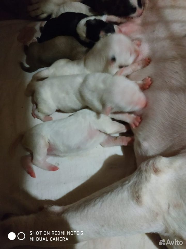 Продаю щенков бультерьера