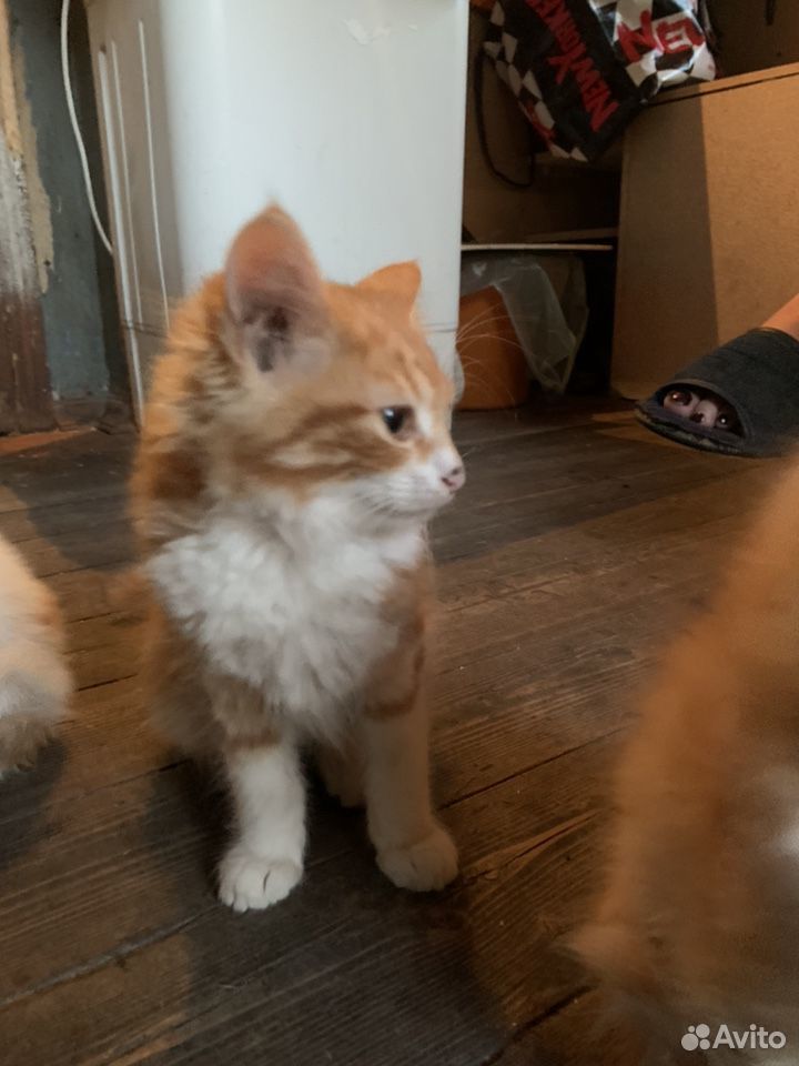 Отдаётся рыжий котик