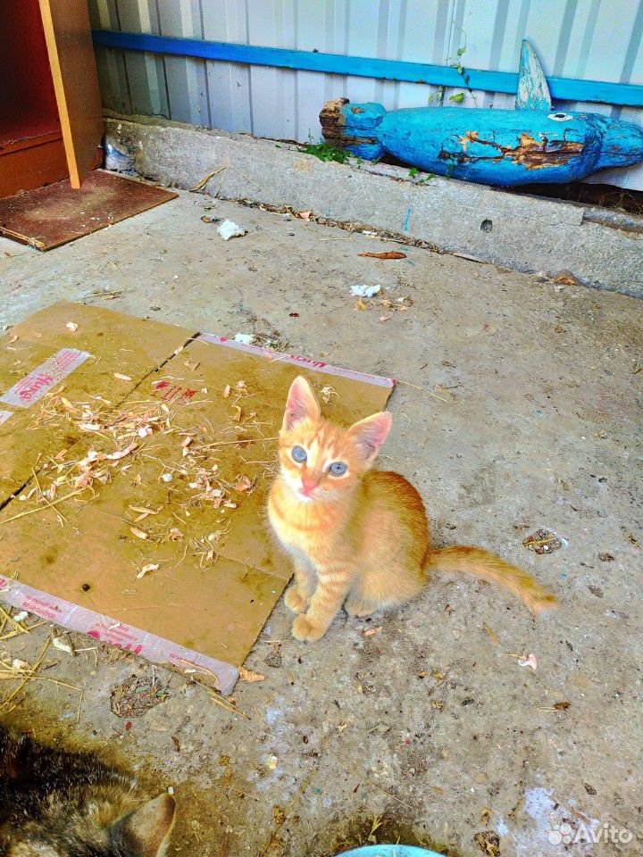 Шикарный котенок с голубыми глазами