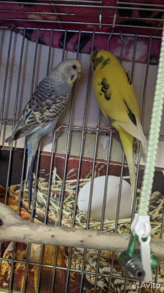 Волнистики с клетками