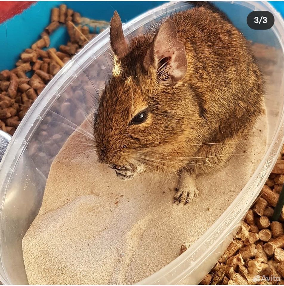 Дегу: мальчик и девочка с клеткой