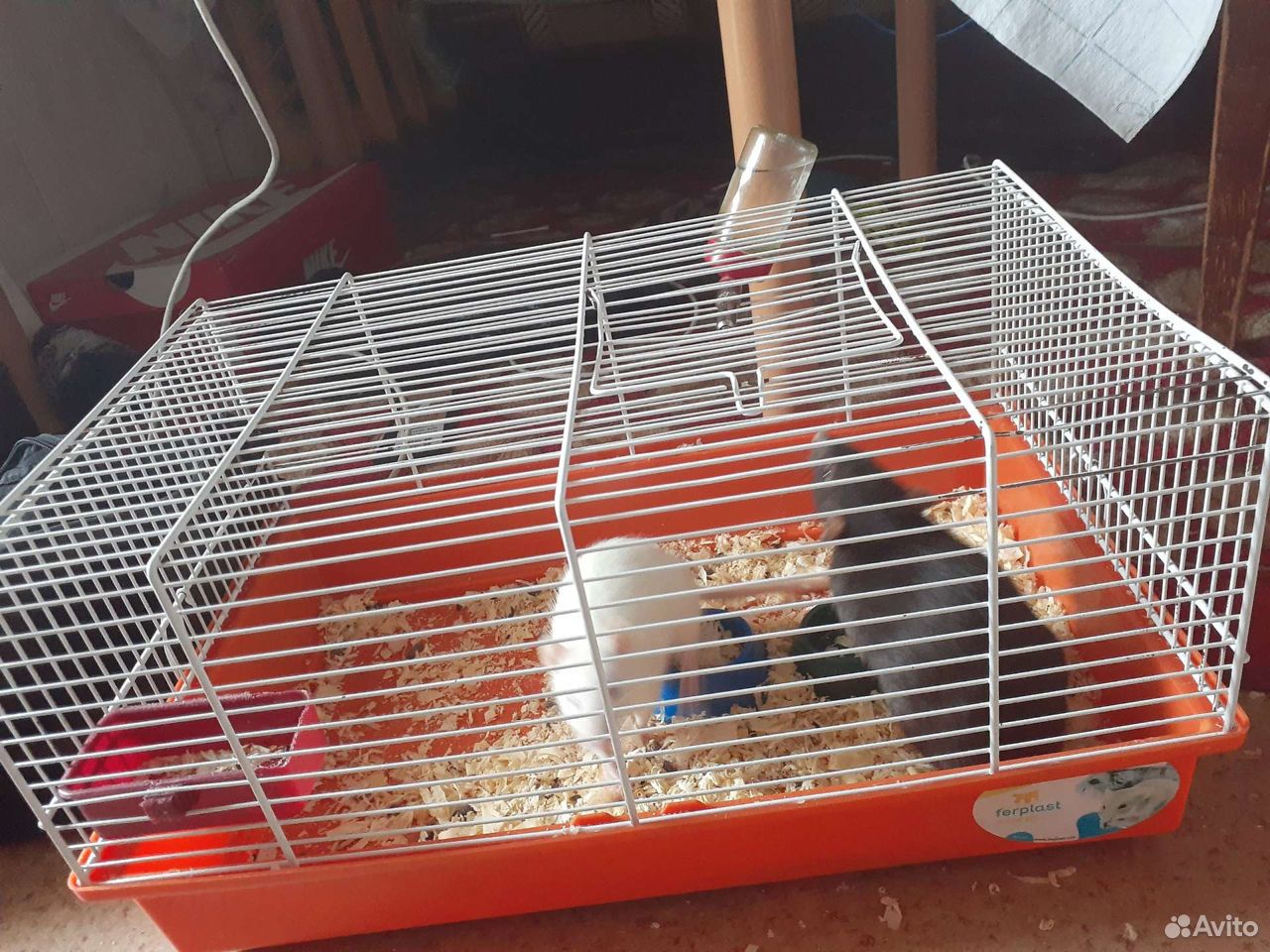 Крысы декоративные