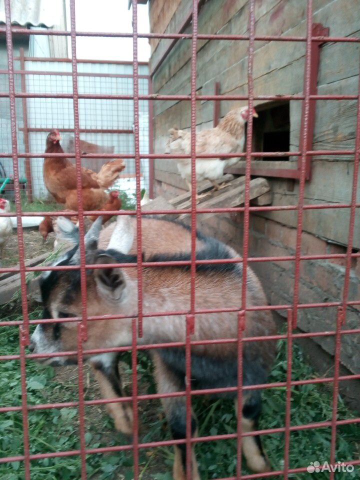 Продается козлёнок камерунский карликовый