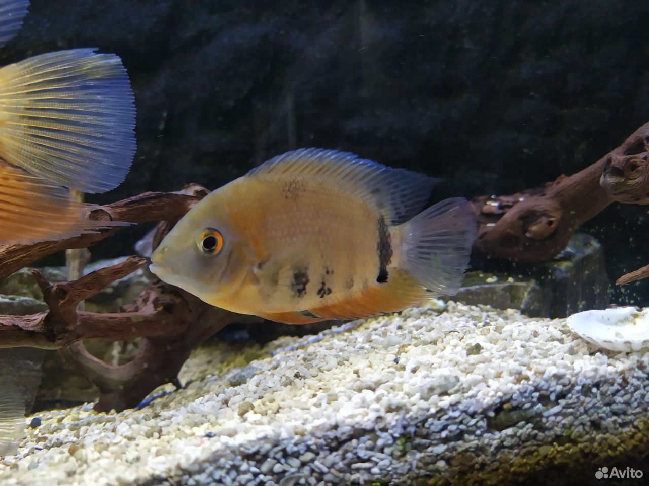 Северум красноплечий