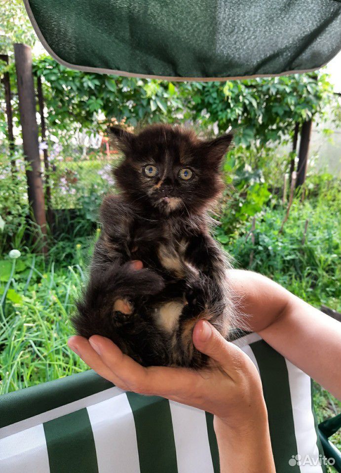 Дымчатые котята