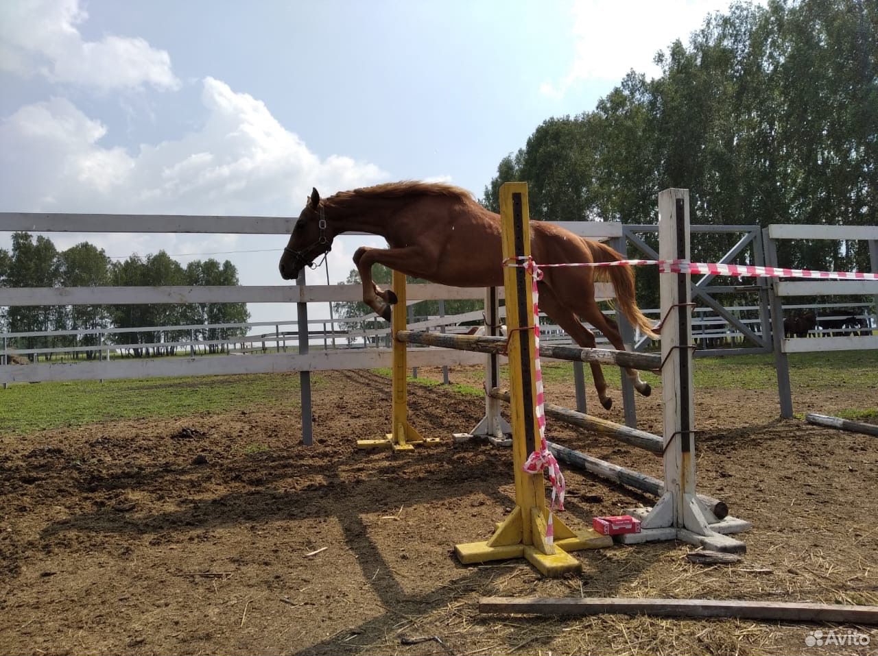 Тракененский жеребец 2018 г.р