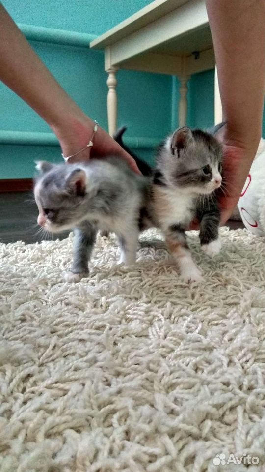 Котята в добрые руки (шиншила+перс)