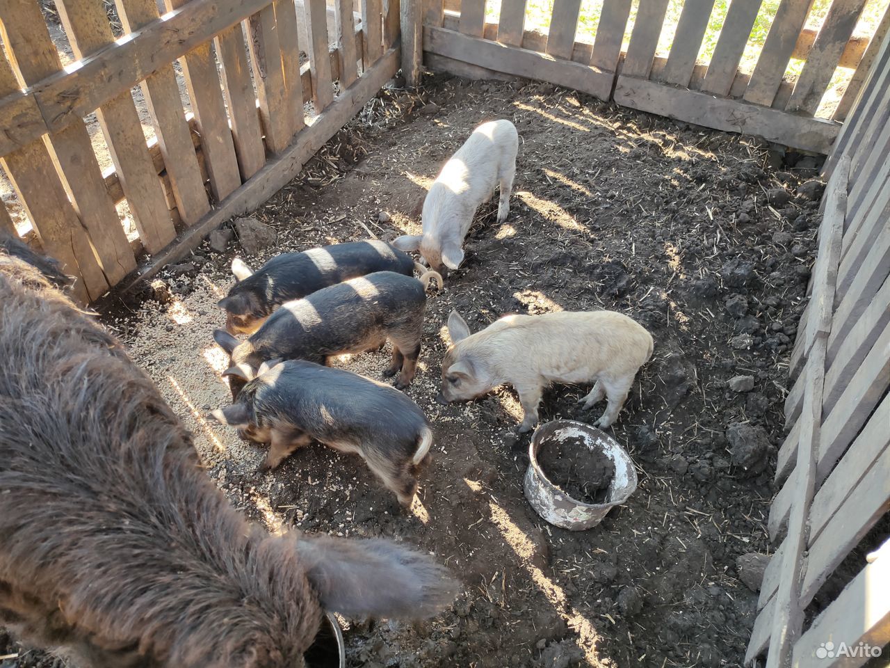 Поросята "Венгерской мангалицы"