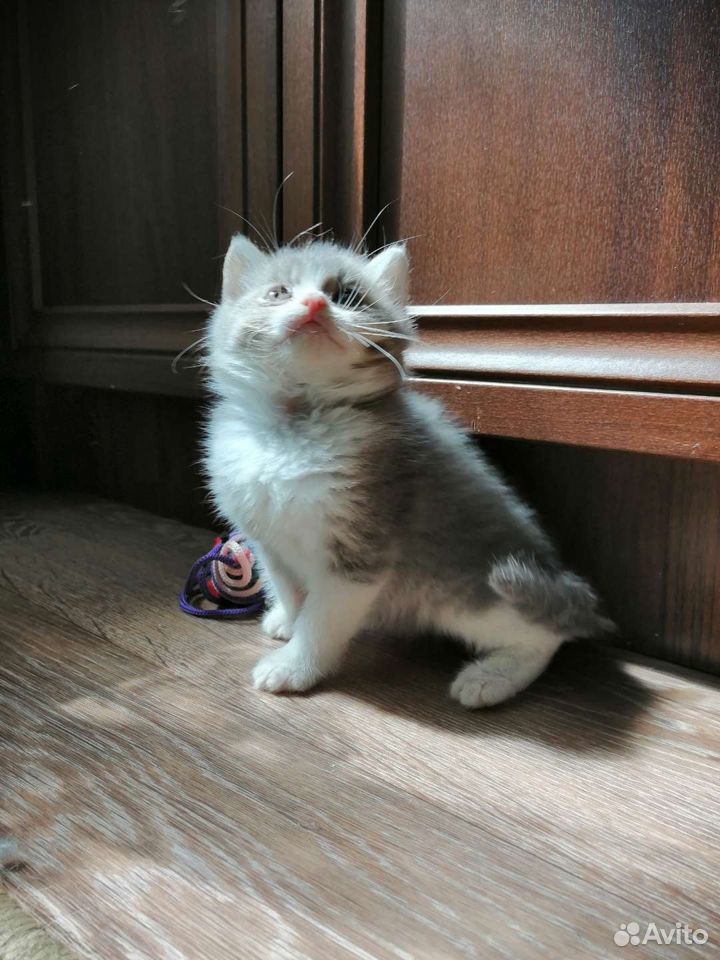 Кошка