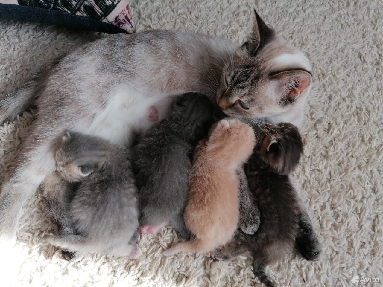 Кошка