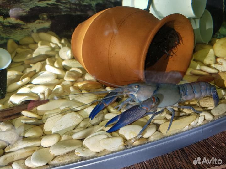 Продам раки ябби