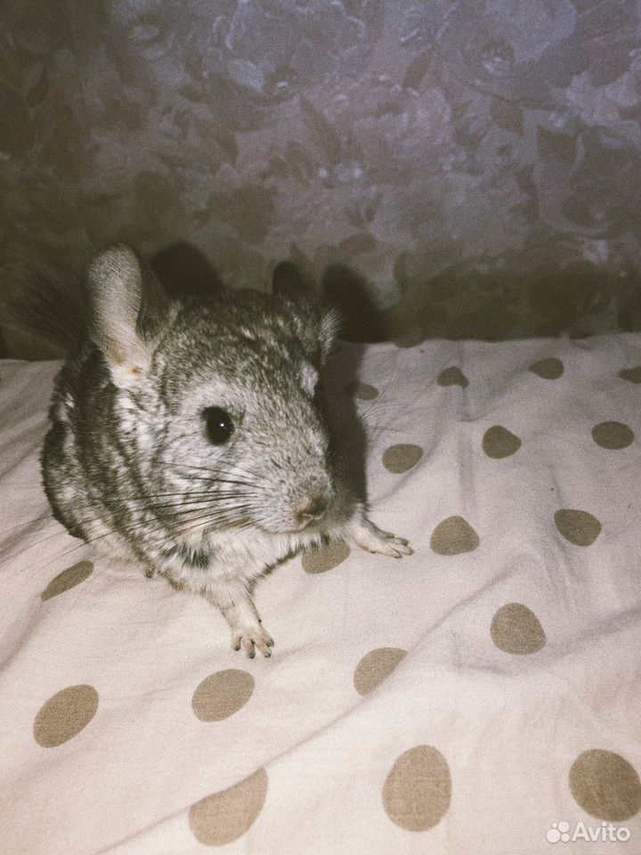 Шиншилленок