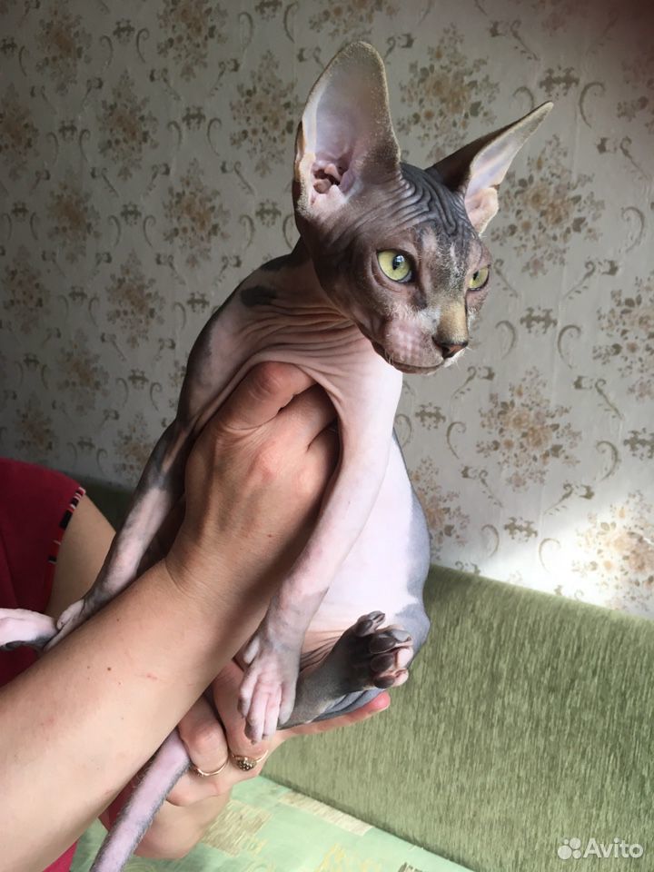 Канадский сфинкс котёнок