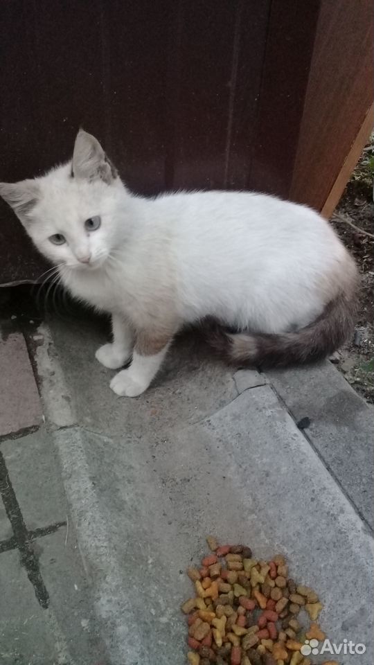 Котёнок