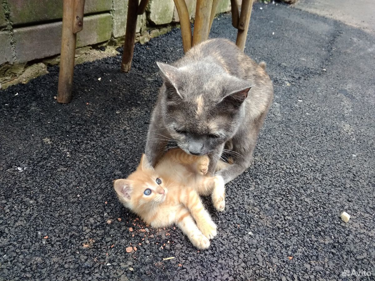 Котятки в добрые руки