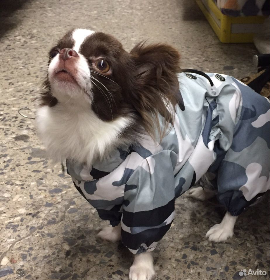 Кобель чихуахуа для вязки