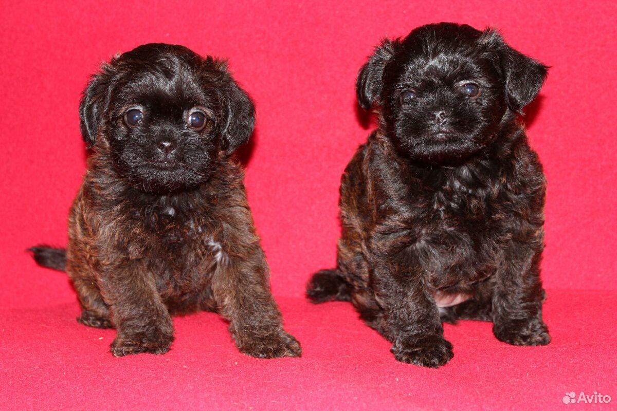 Щенки пуделя