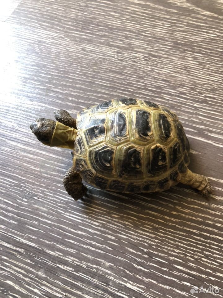 Черепаха