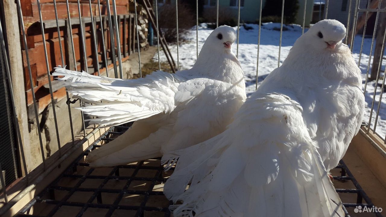 Крюковские голуби