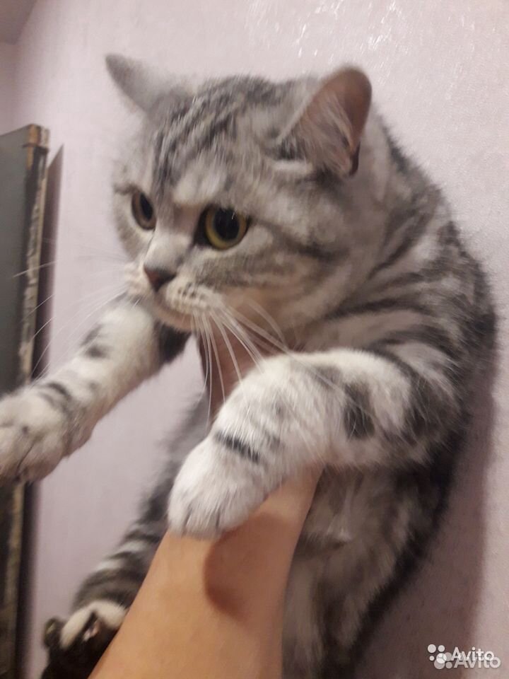 От шикарных чистокровных шотландцев ласковые котят