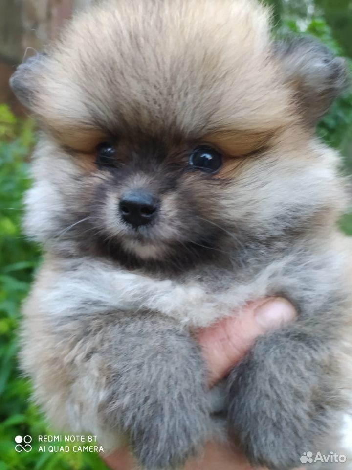 Супер шикарный мишки померанский шпиц