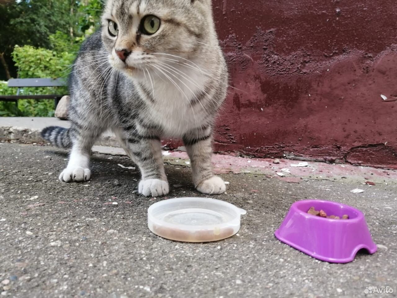 История шотландской леди