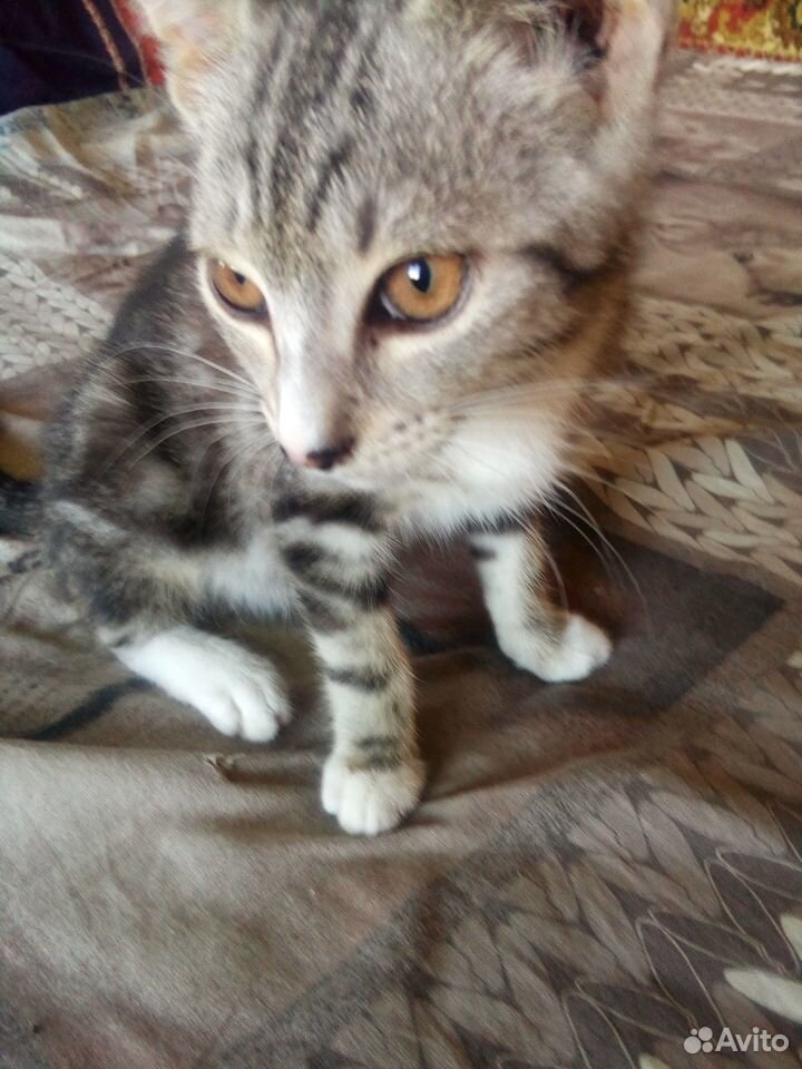 Отдам котенка в хорошие руки